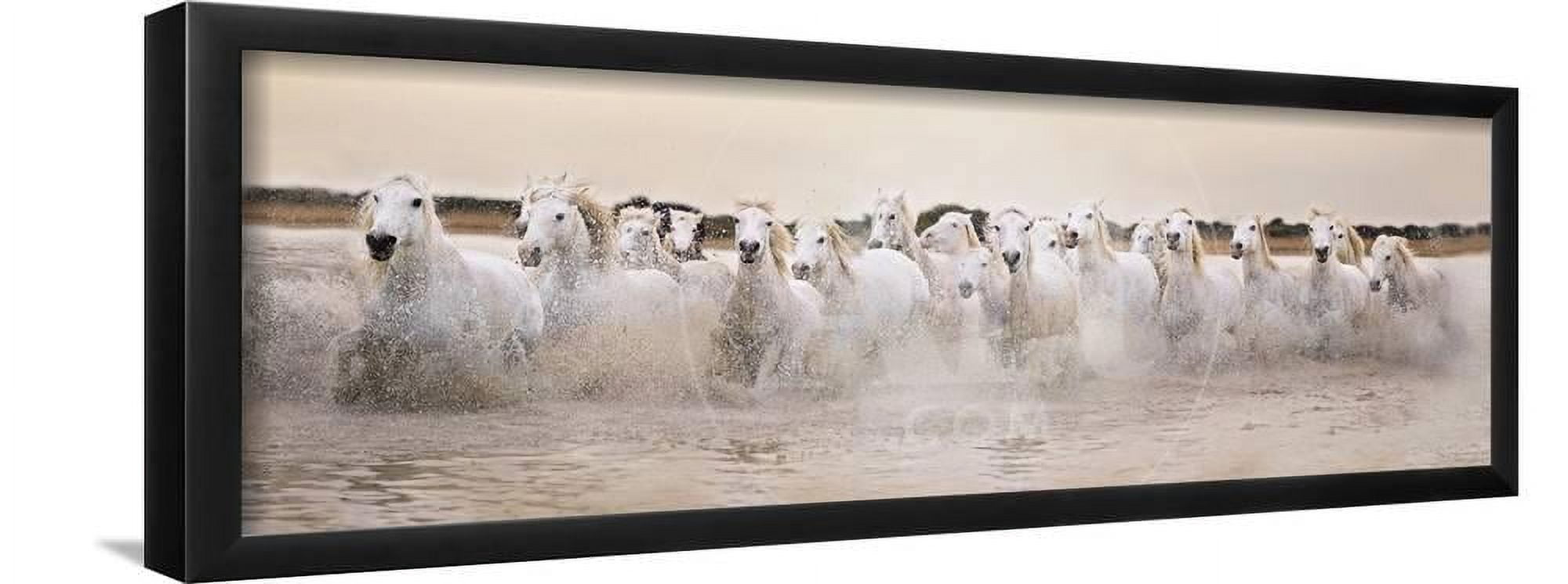 White Horses of the Camargue Galloping Through Water at Sunset, Animals ...