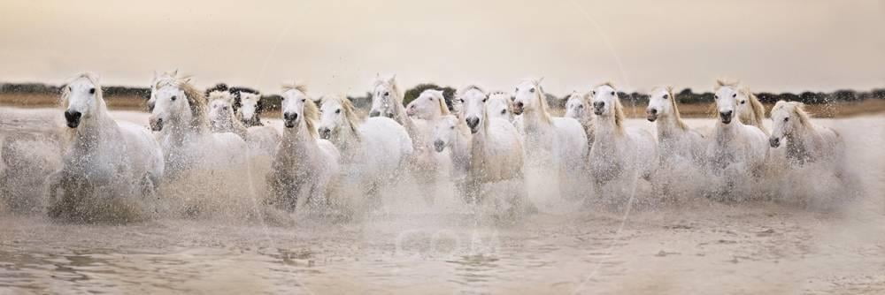 White Horses of the Camargue Galloping Through Water at Sunset, Animals ...