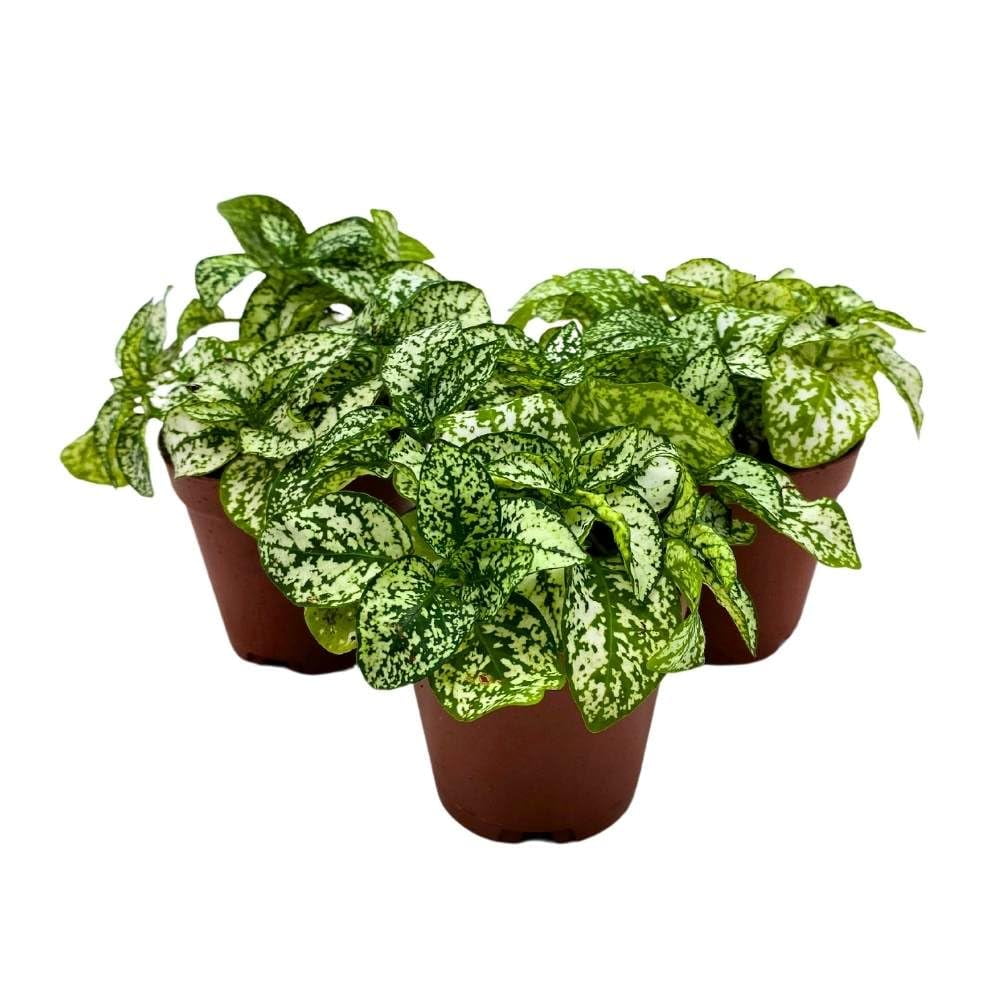 White Hypoestes phyllostachya 2 inch Set of 3 Flamingo Polka Dot Plant ...