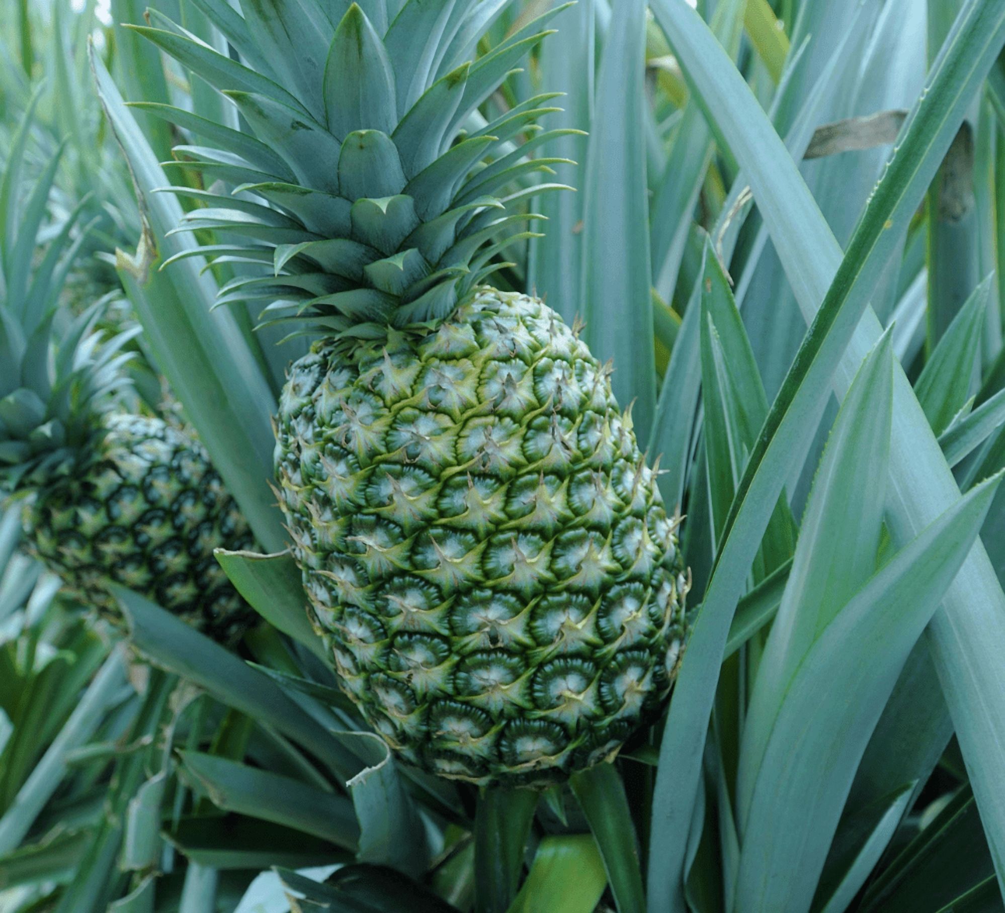 White Jade Pineapple Plant Ananas Comosus Tropical Pineapple Fruit ...