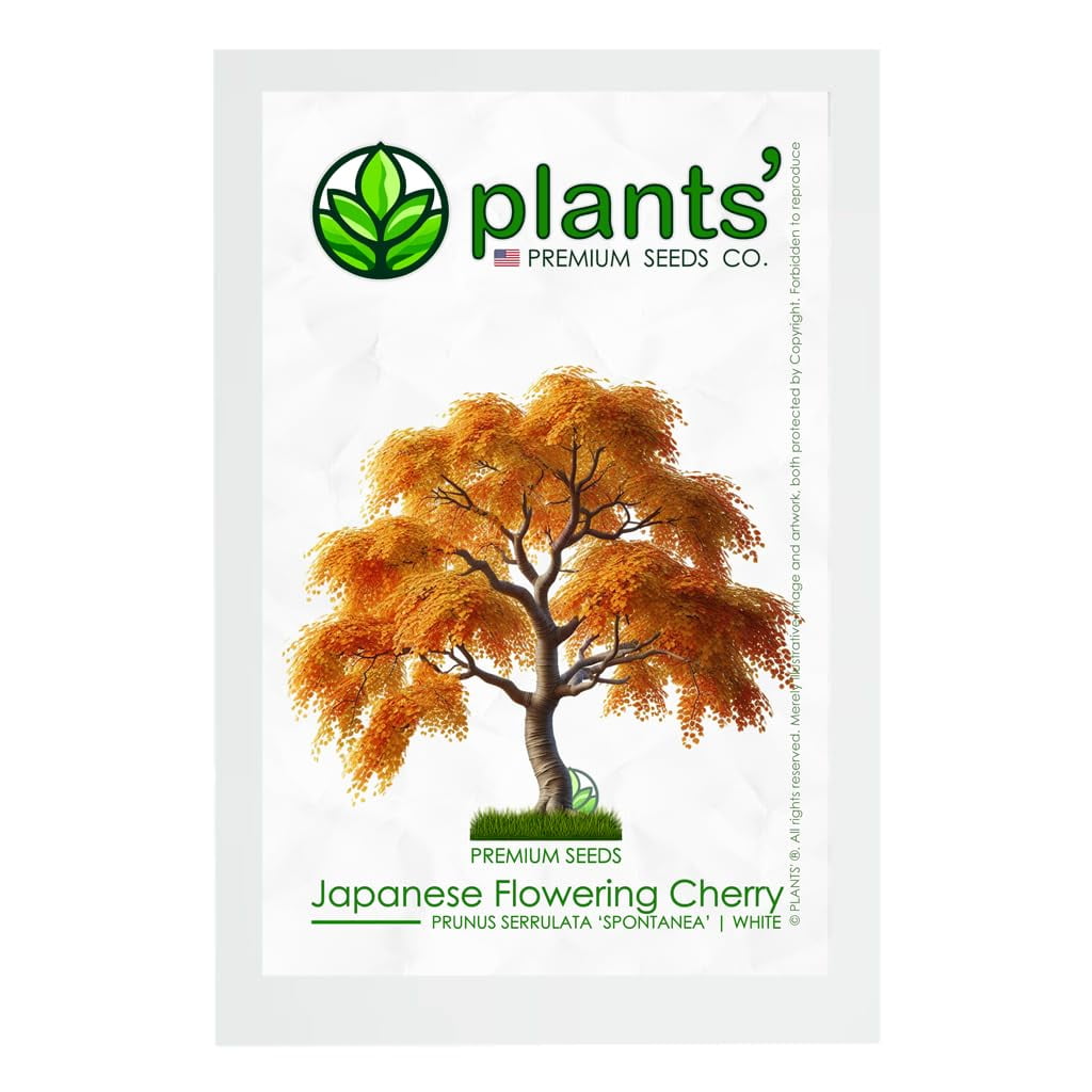 White Japanese FloweringTRDN Cherry Tree | Premium Seeds | Prunus ...