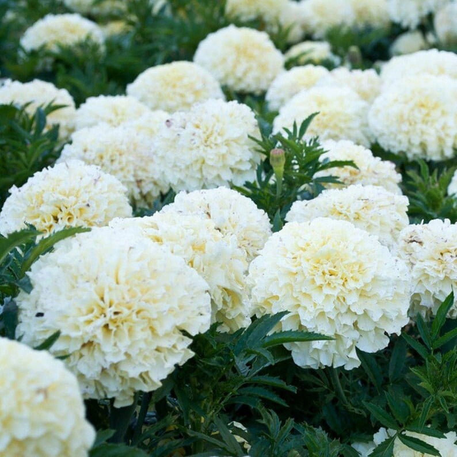 White Marigolds