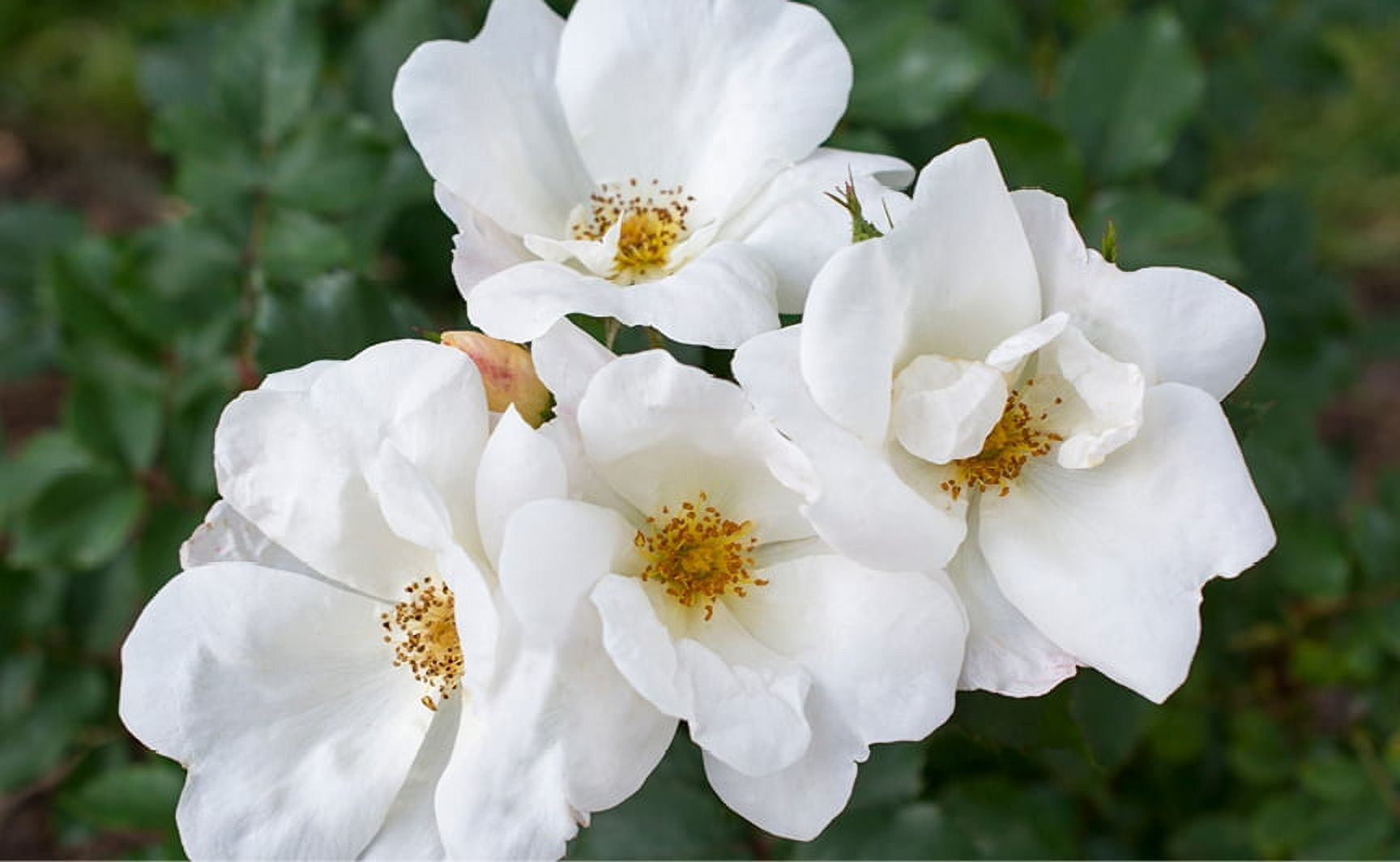White Knock Out® Rose - Live Plant - ( 1 QT ) - Full Sun - Repeat ...