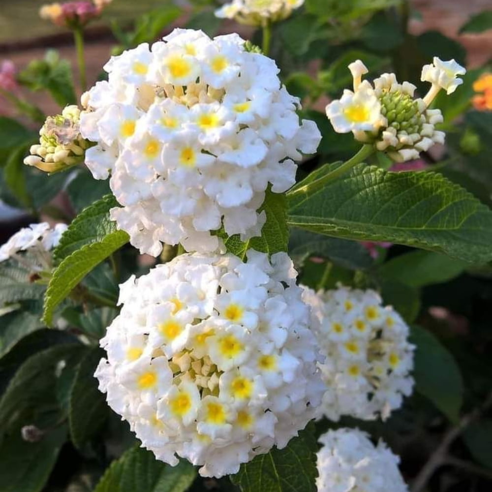 White Lantana Plants Live for Planting Outdoor, Shrub Lantana Plant 4 ...