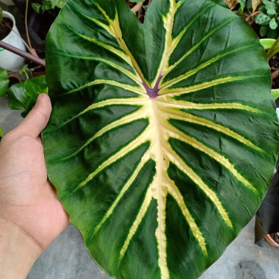 White Lava Colocasia - 4 Live Starter Plants - Colocasia Esculenta ...