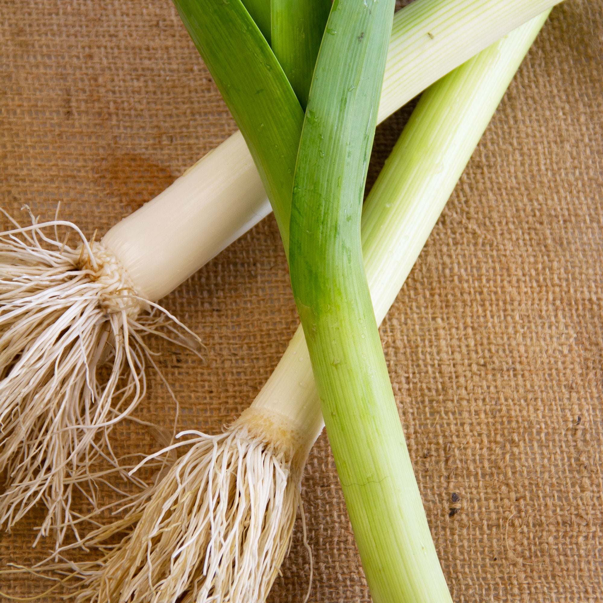 White Lisbon Onion Seeds - 1 g ~300 Seeds - Heirloom, Open Pollinated ...
