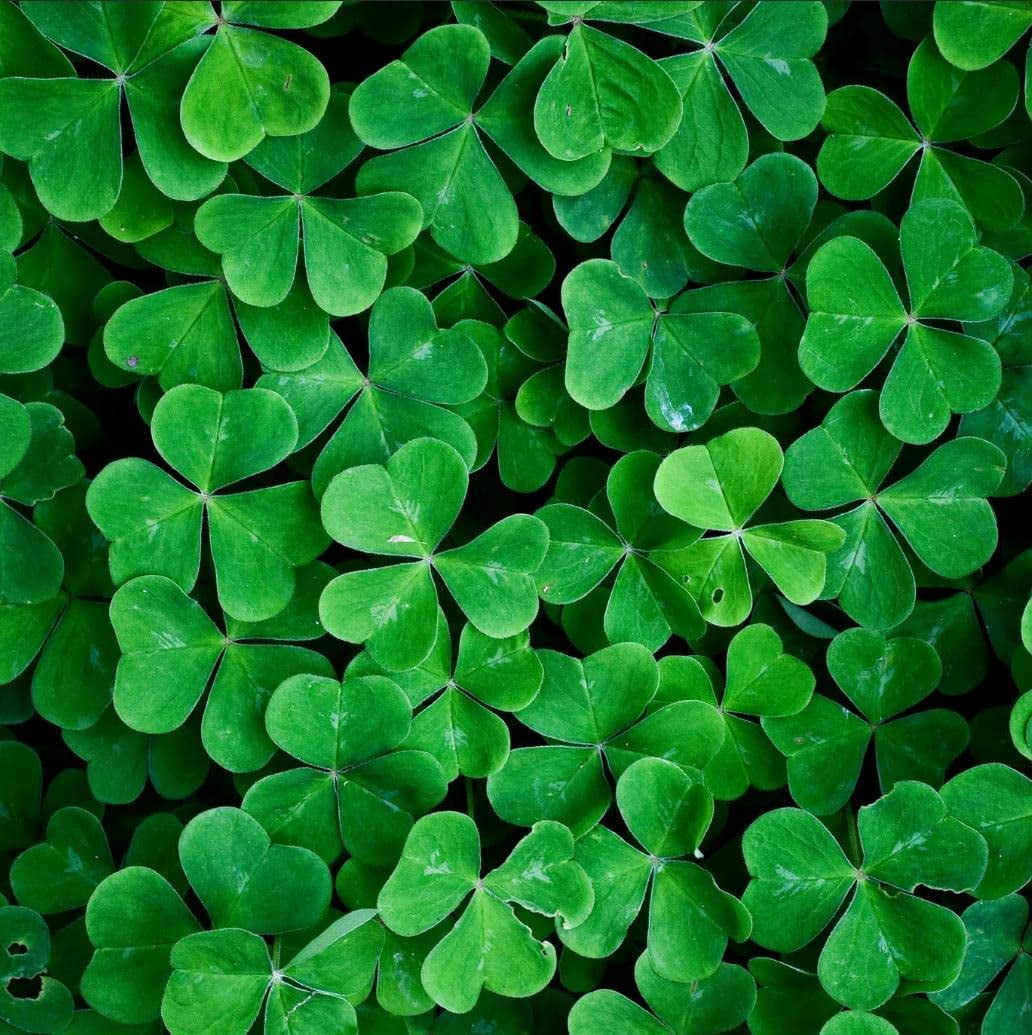 CZ Grain 1,000 White Lucky Grass Clover Seeds - Walmart.com