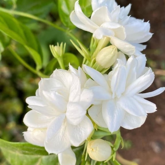 Indoor Jasmine Plants