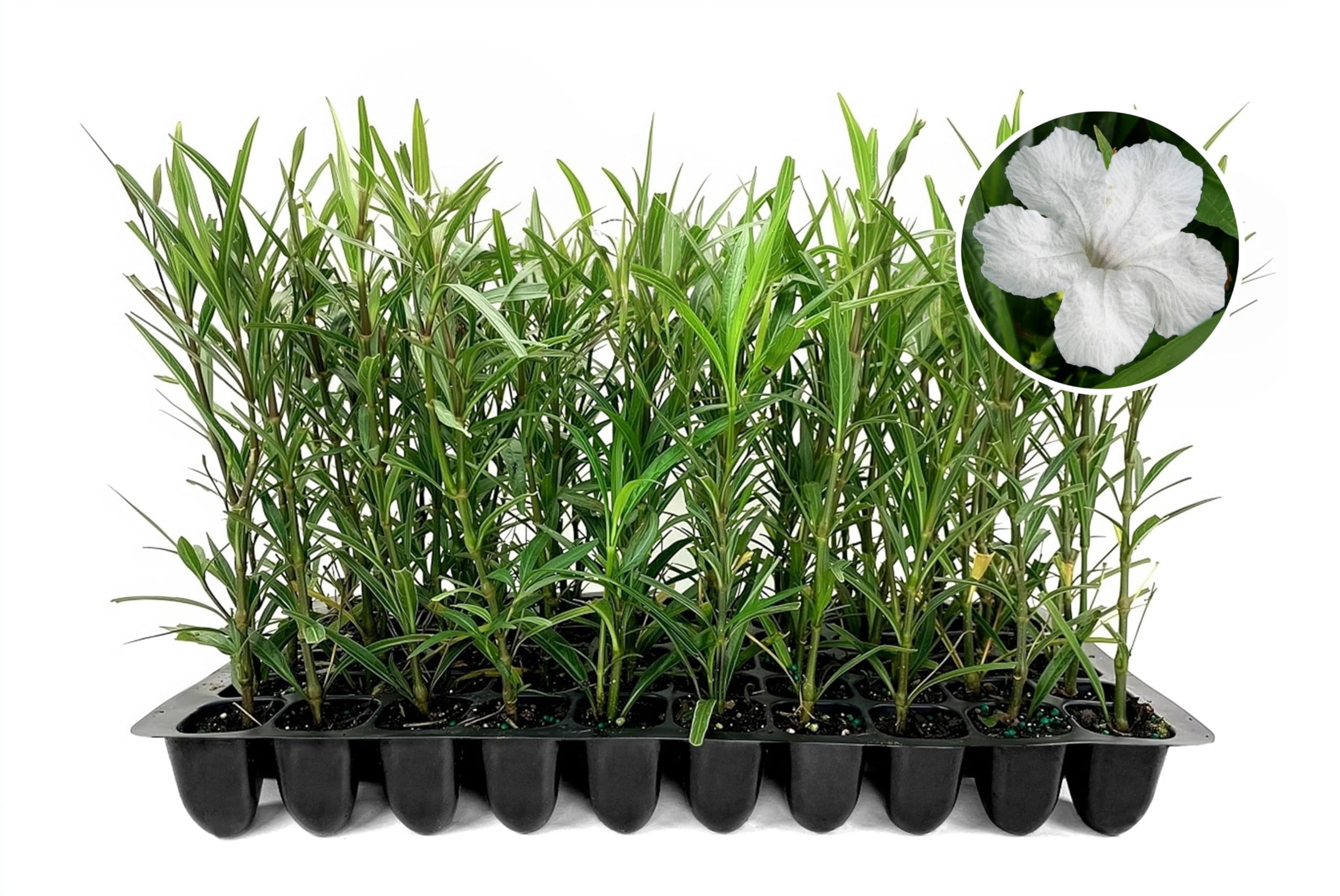 Florida Foliage White Mexican Petunia, 3 Live Plants, Ruellia ...
