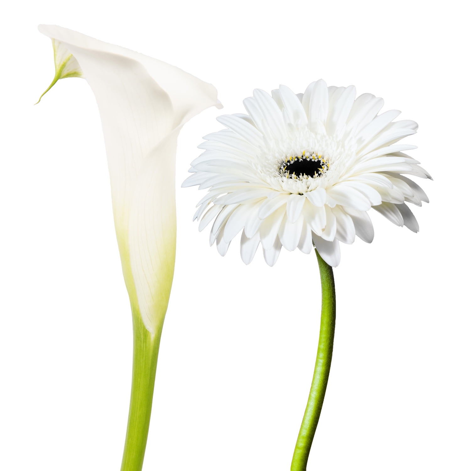 White Mini Calla & Gerbera Combo - Farm Direct Fresh Cut Flowers - 75 ...