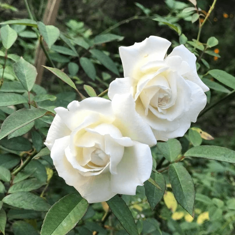 White Miniature Roses Plant Mini Rose Flowers Plant Rose Shurb 3 Inch ...