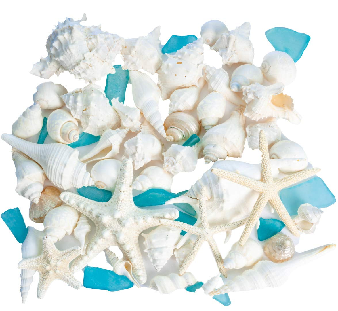 White Mixed Beach Seashells 2lb with Starfish & Sea Glass - Real Sea ...