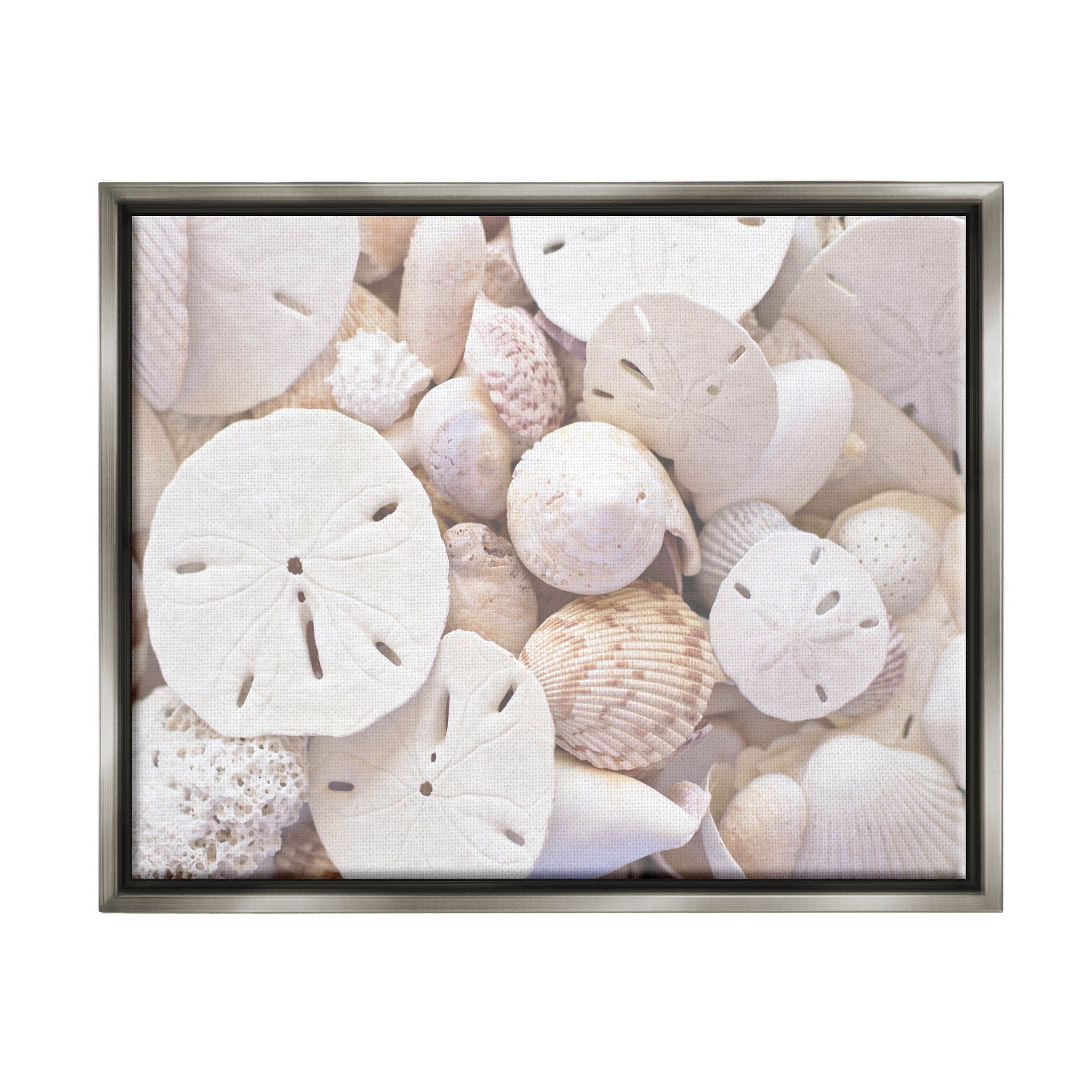 White Mixed Sand Dollar Shells Coastal Photograph Luster Gray Framed ...