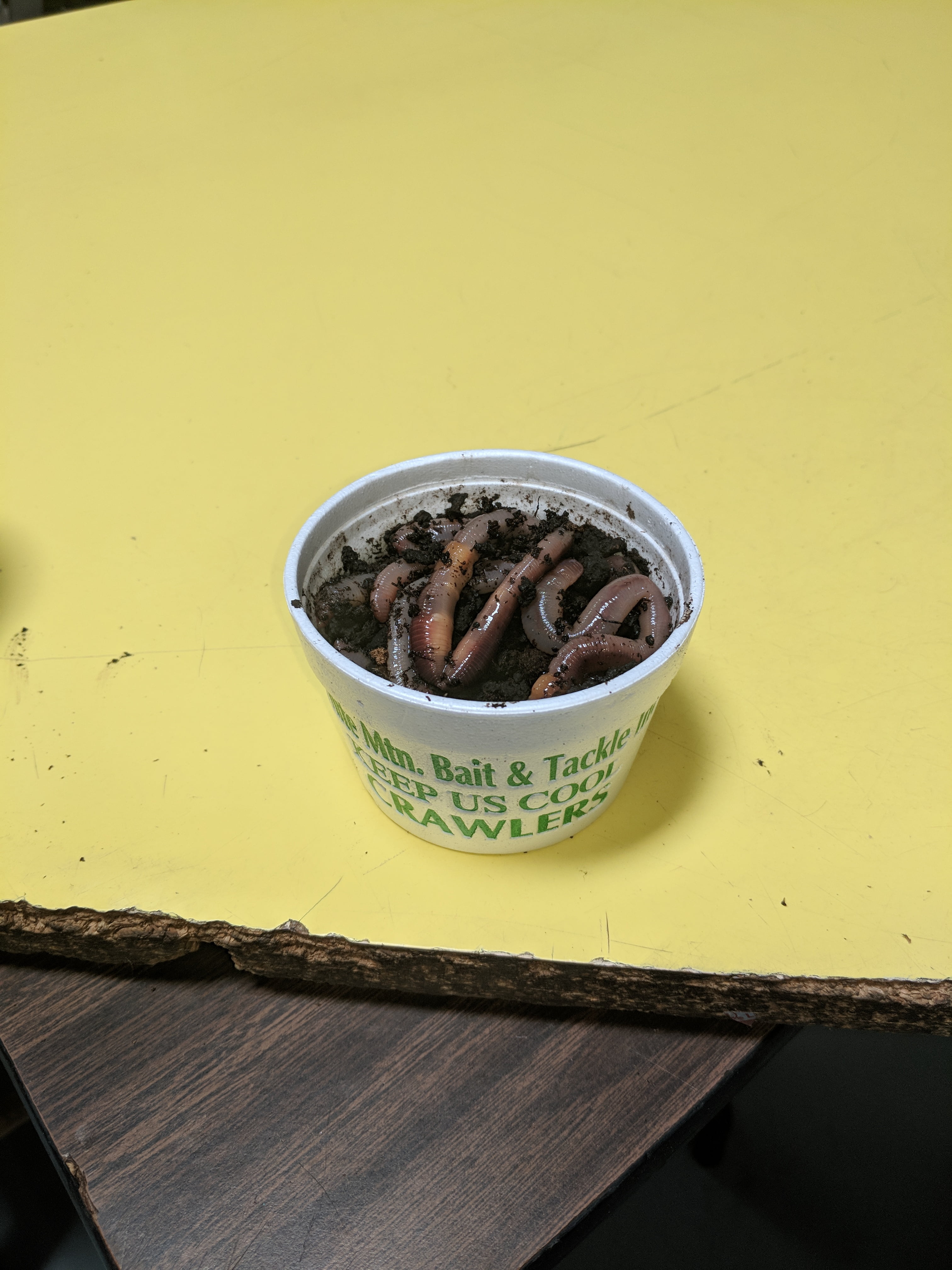 White Mountain Nightcrawlers Live Fish Bait - Walmart.com