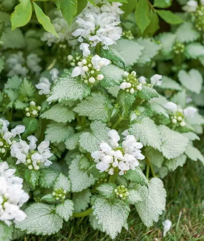 White Nancy Spotted Dead Nettle Lamium maculatum Ground Cover ...
