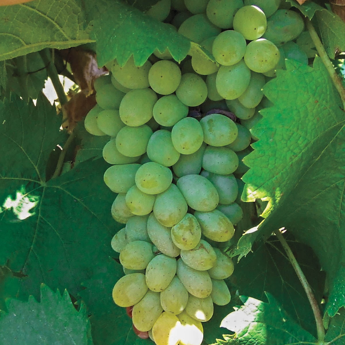 White Niagra Grape Vine, Deciduous Fruit Bearing Plant, grown in a 1 ...