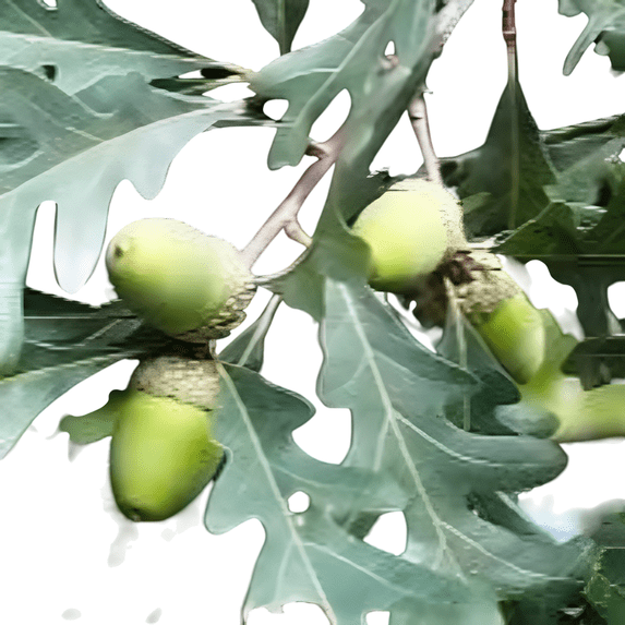 White Oak Tree – 3 Gallon Potted Plants, Set of 2, Native Shade Trees ...