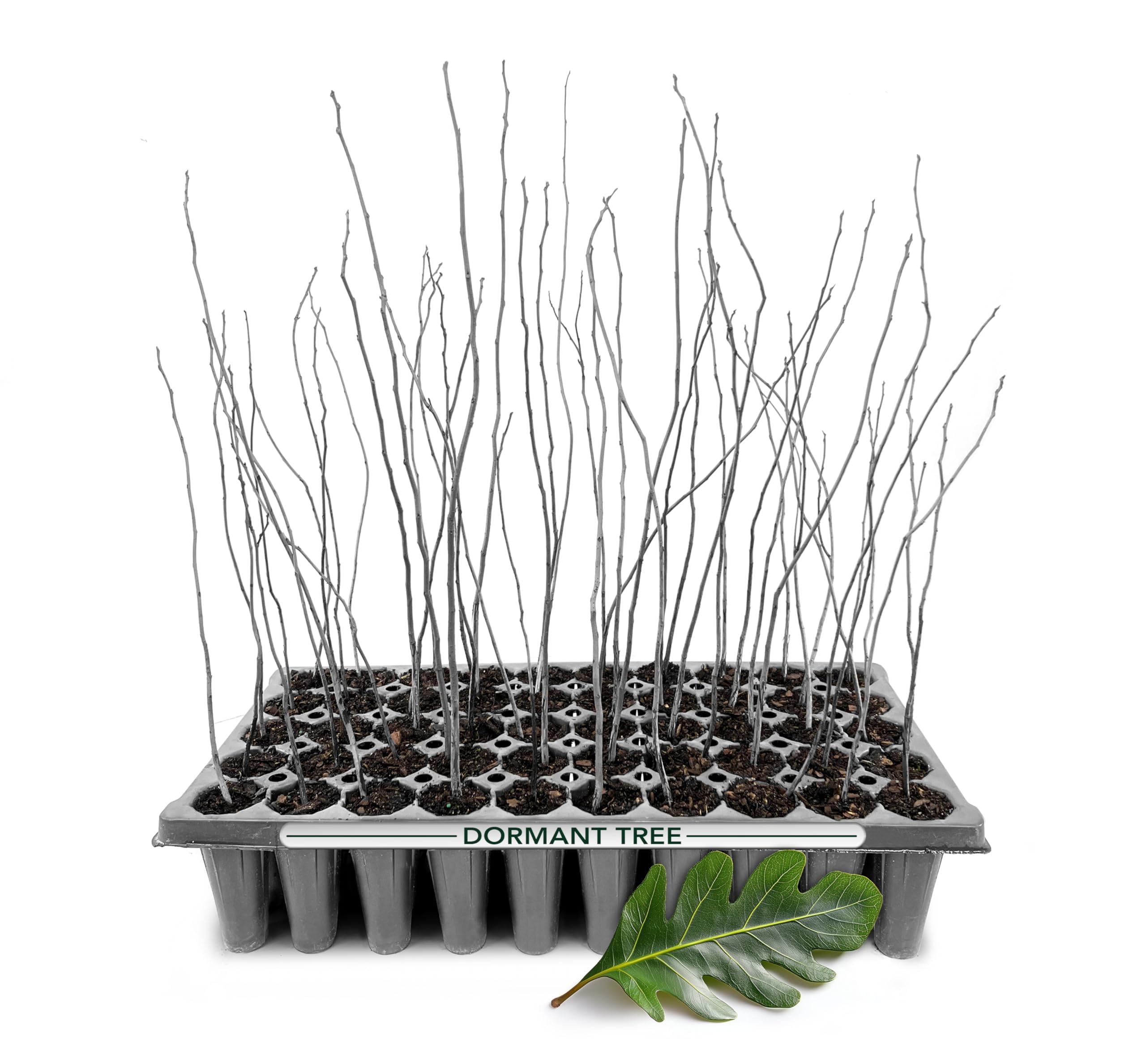 White Oak Tree | 3 Live Plants | Quercus Alba | Fast Growing Shade Tree ...