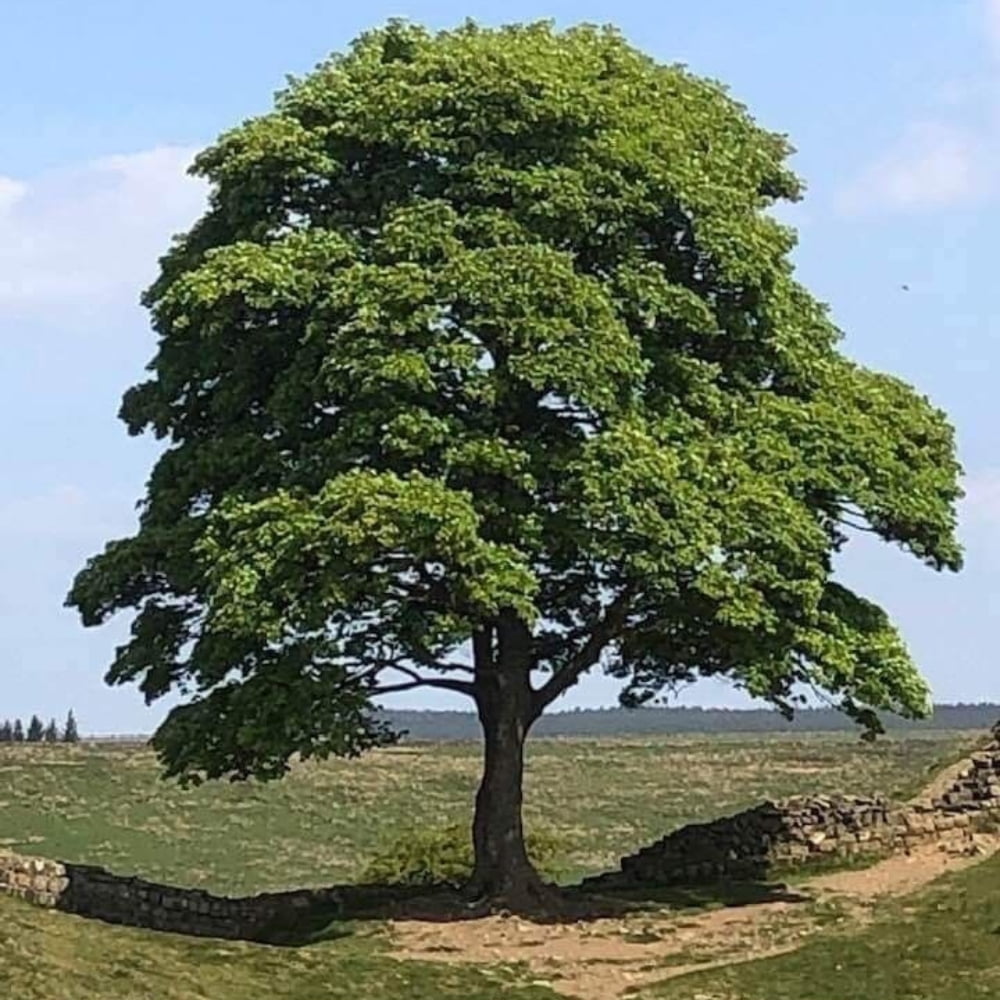 White Oak Tree, Outdoor Landscape Garden, 12-18 Inch in 4 Inches Pot ...