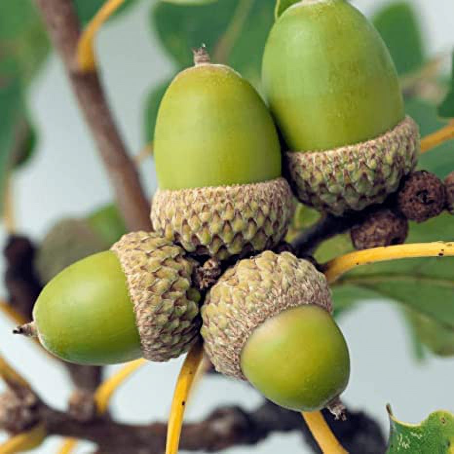 White Oak Tree Seeds for Planting | 5 Big Healthy Seeds | White Oak is ...