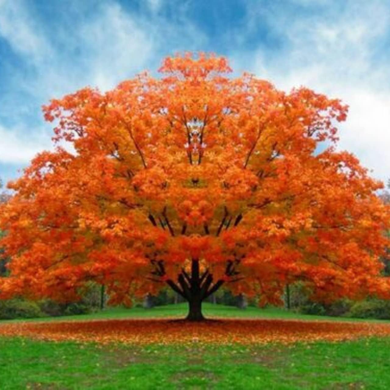 White Oak Trees for Planting | Live Tree Seedlings | No Ship to ...