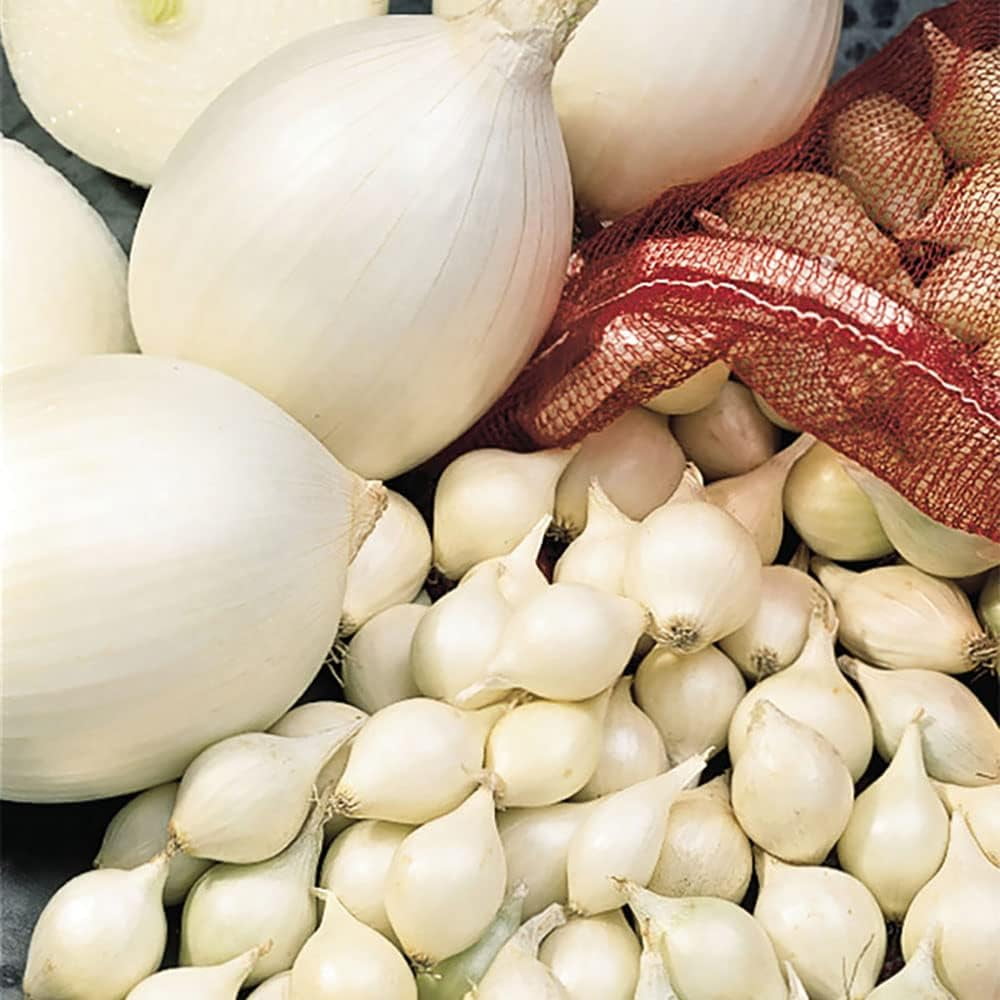 White Onion Starter Sets - 500 Count Set - Used to Grow Early Green ...