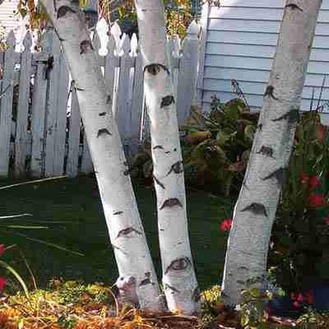 CZ Grain 100 White Paper Birch Tree Plant Seeds - Walmart.com