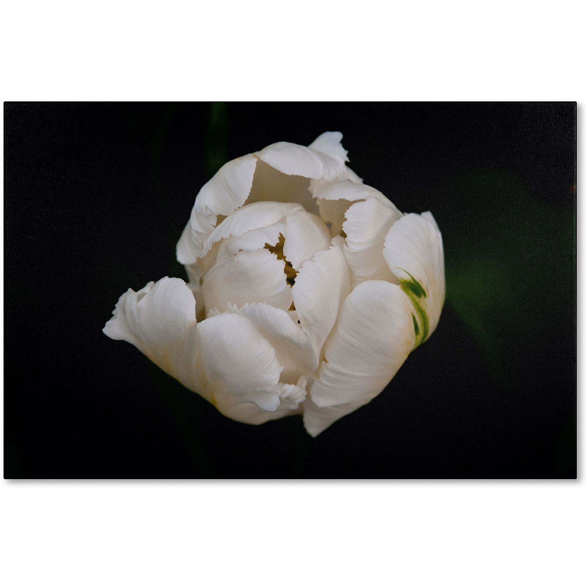 "White Parrot Tulip" Canvas Art by Kurt Shaffer - Walmart.com