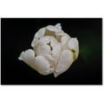 "White Parrot Tulip" Canvas Art by Kurt Shaffer - Walmart.com
