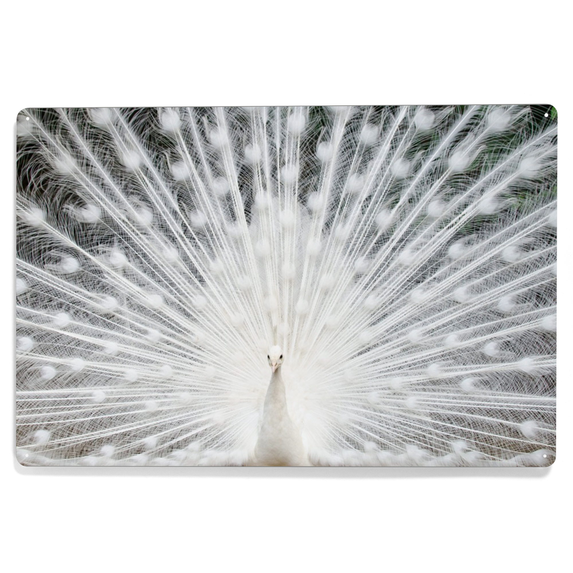White Peacock with feathers out Photography A-91013 (12x18 Aluminum Art ...