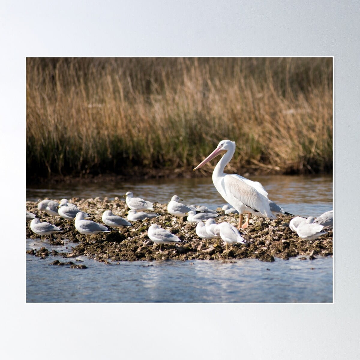 White Pelican And His "Groupies" Poster Wall Art, Modern Wall Decor For ...