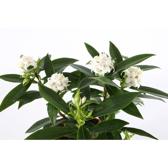 White Perfume Princess™ Daphne - Sweet Fragrance - Quart Pot - Walmart.com