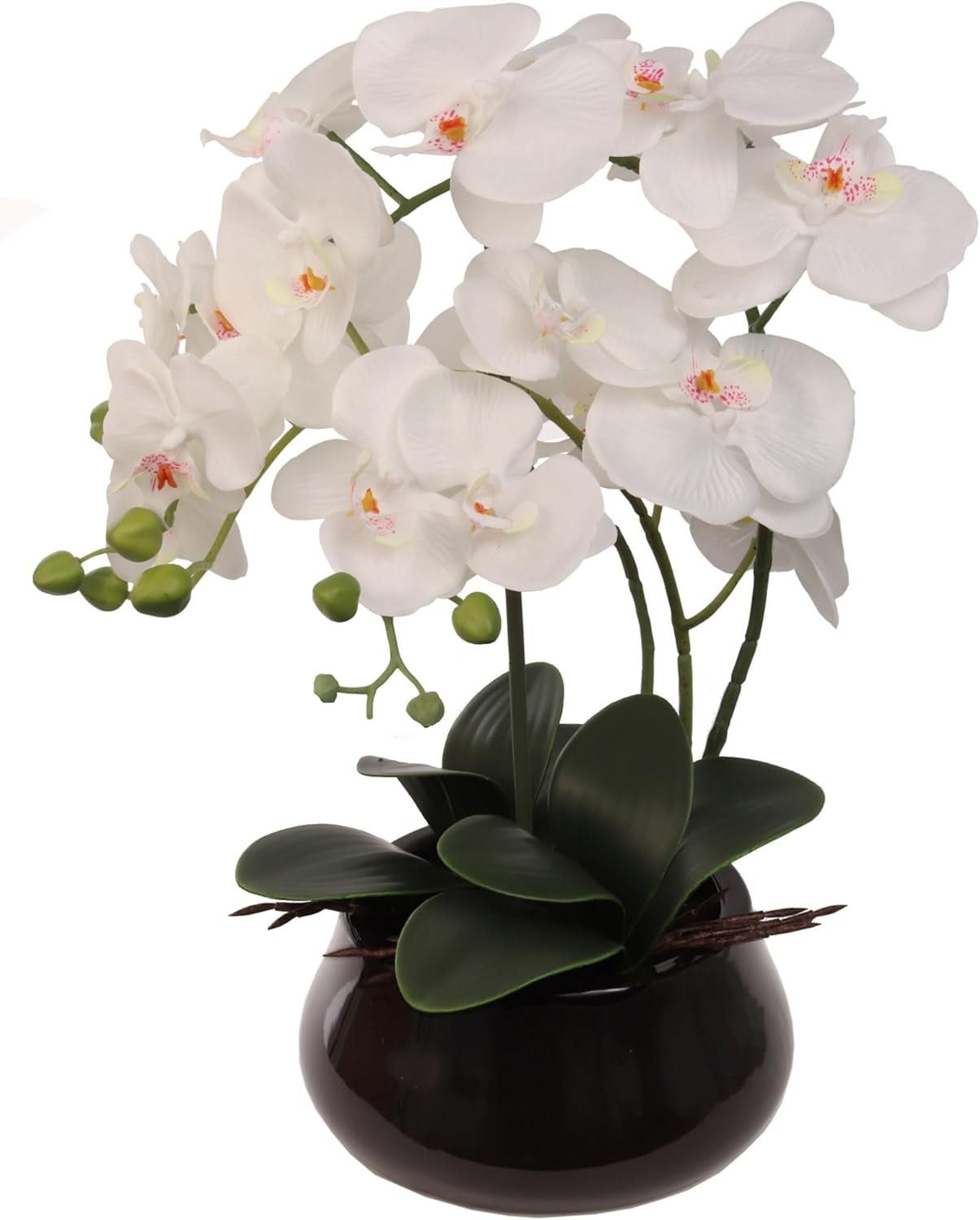 White Phalaenopsis Orchid, Lifelike Blooms in 7" Black Round Pot ...