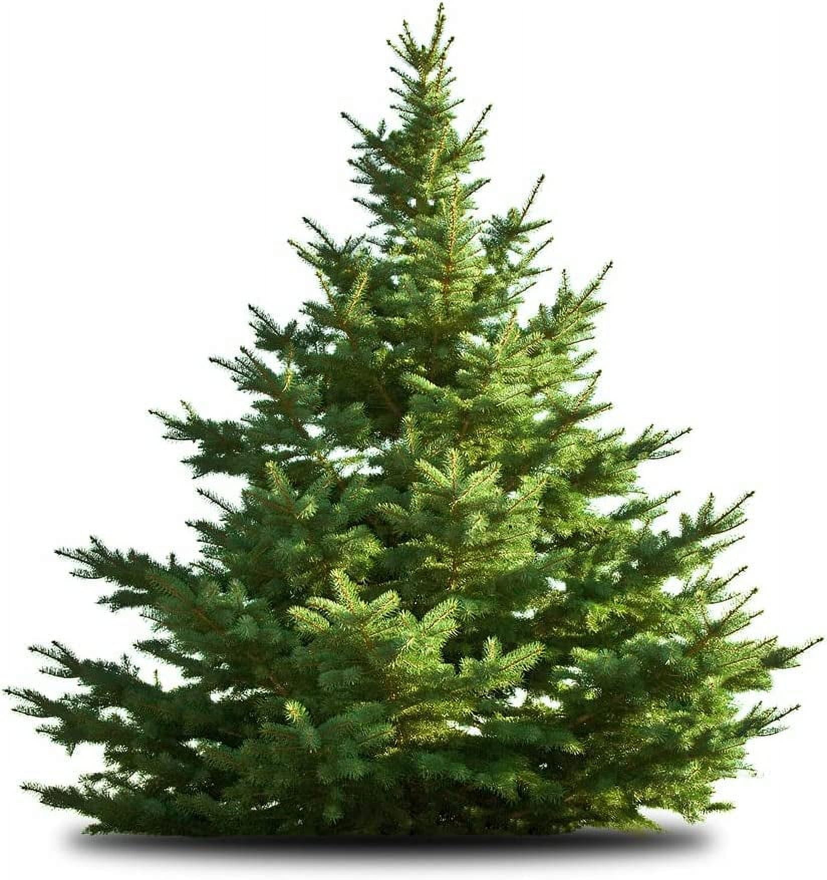 White Pine Tree Seedlings for Planting - Evergreen Tree Seedlings ...
