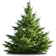 Norway Spruce Tree Seedlings for Planting - Beautiful Evergreen Tree ...