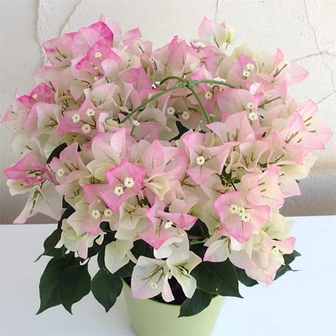 White Pink Bougainvillea Tree Live Plant, 1 Year Old Ready to Plant ...
