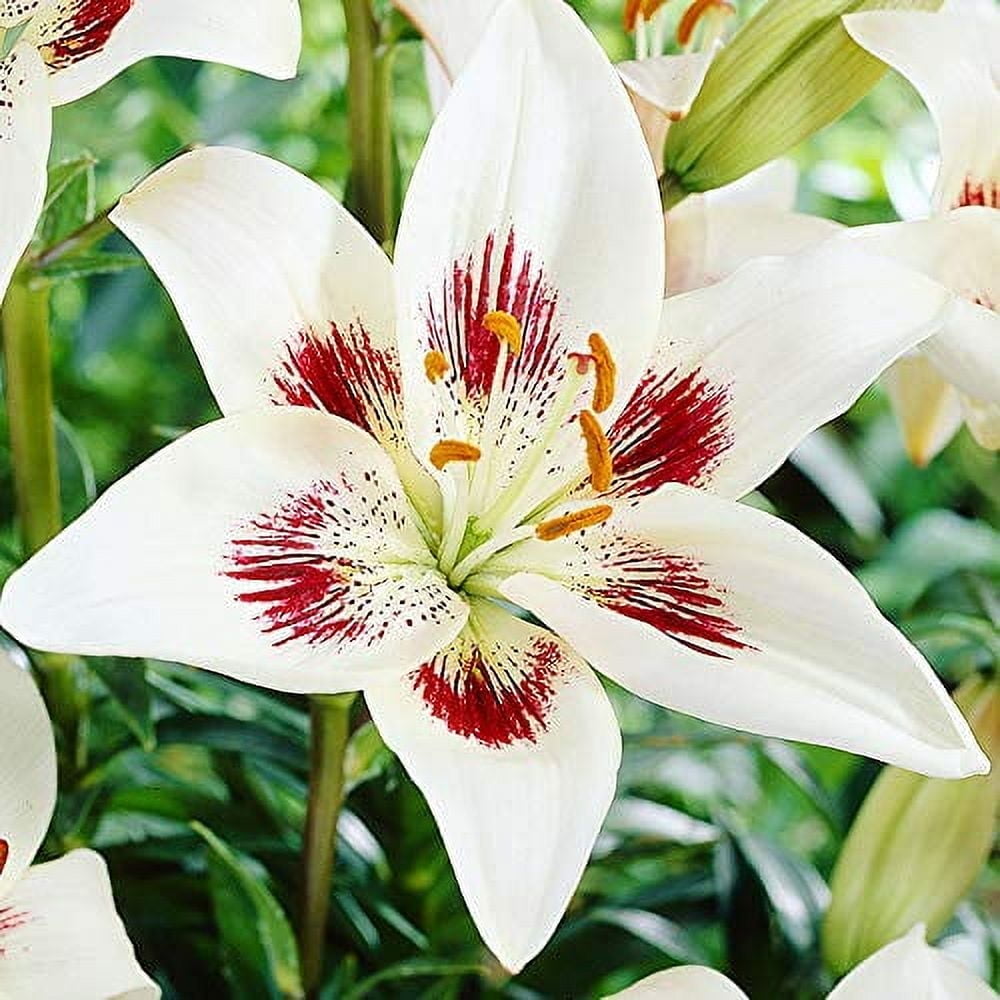 White Pixels Asiatic Lily Flower Bulbs - 3 Bulbs per Pack - Attracts Butterflies and ...