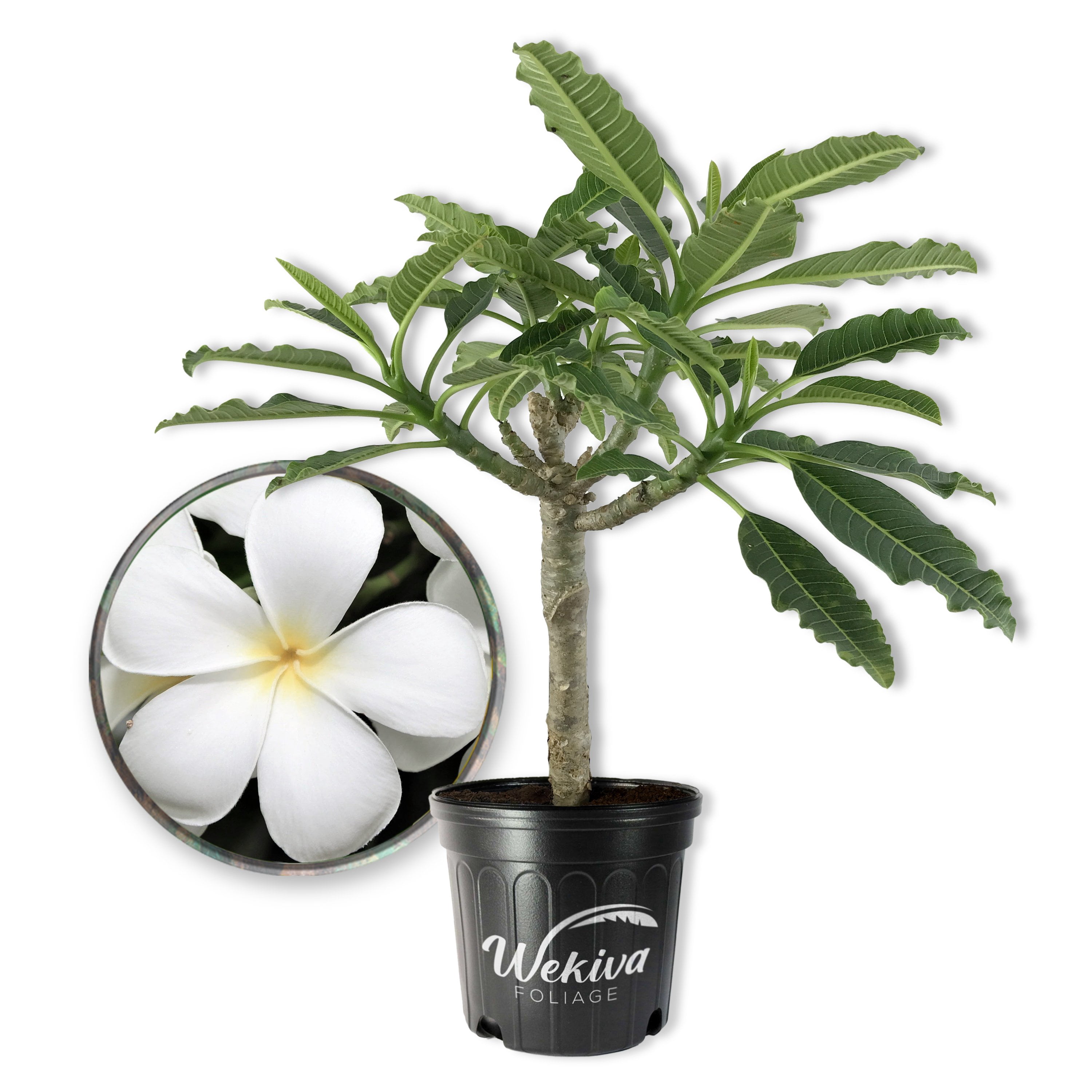 White Plumeria Tree - Frangipani - Live Plant in a 3 Gallon Grower's ...
