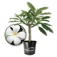 White Plumeria Tree - Frangipani - Live Plant in a 3 Gallon Grower's ...