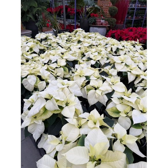 Poinsettia Live Plant