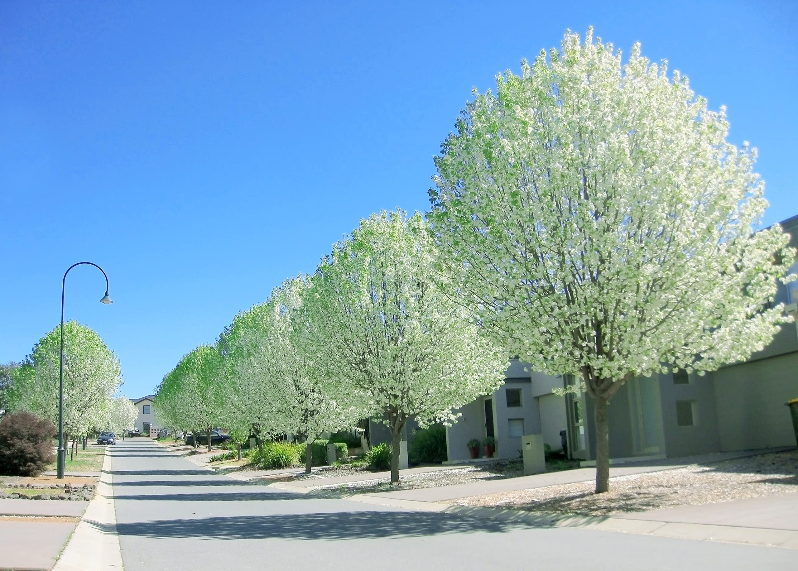 White Poplar Cuttings to Grow - Populus alba - Silver Leafs are Very ...