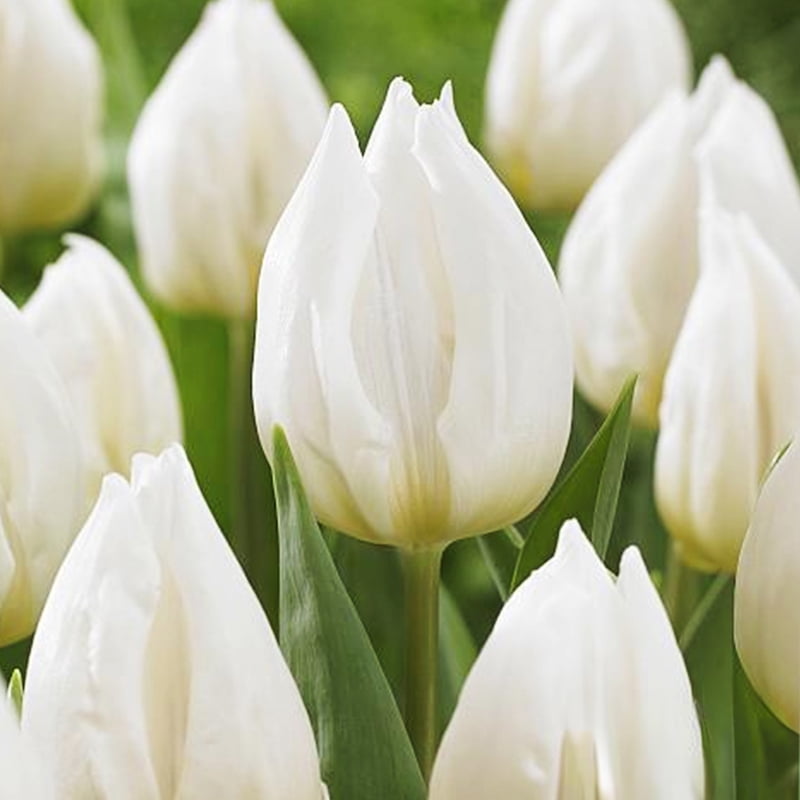 White Prince Single Early Tulip Flower Bulbs - 10 Bulbs per Pack - Good ...