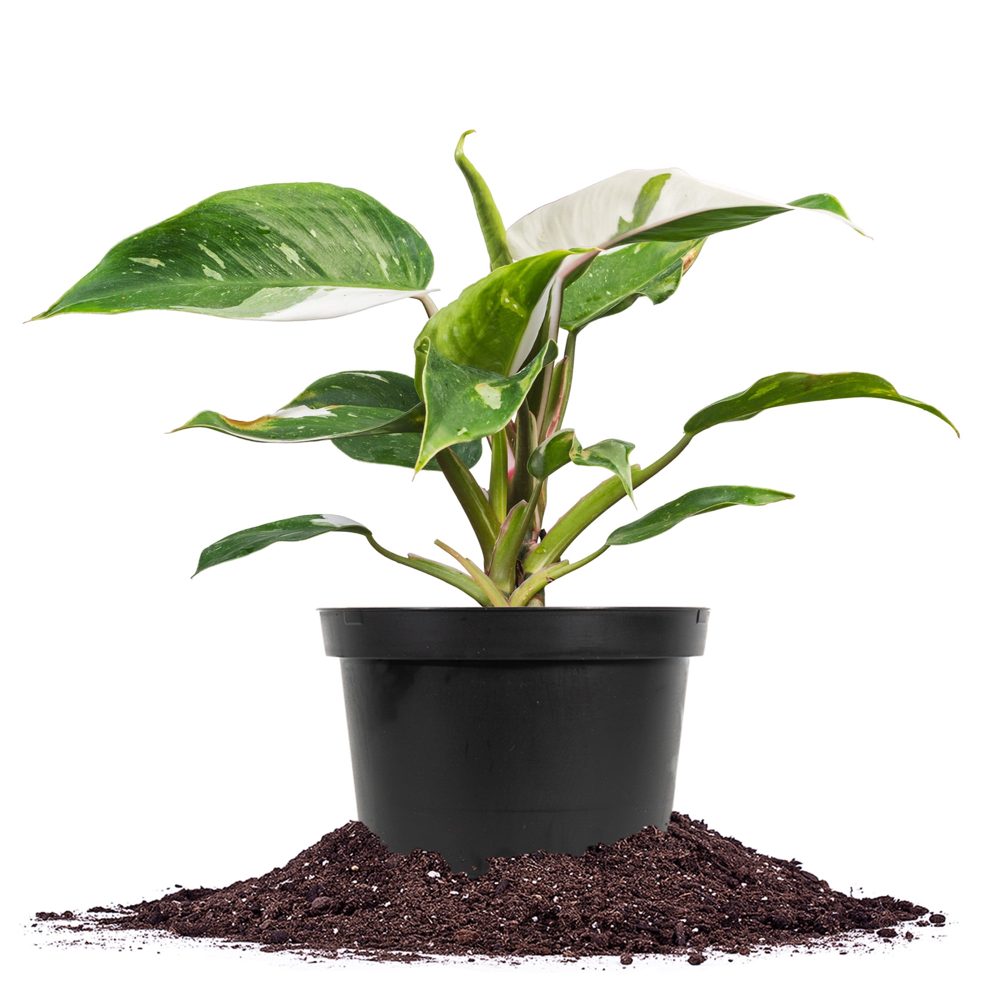 White Princess Philodendron in 6in. Grower's Pot - Large and Fully ...