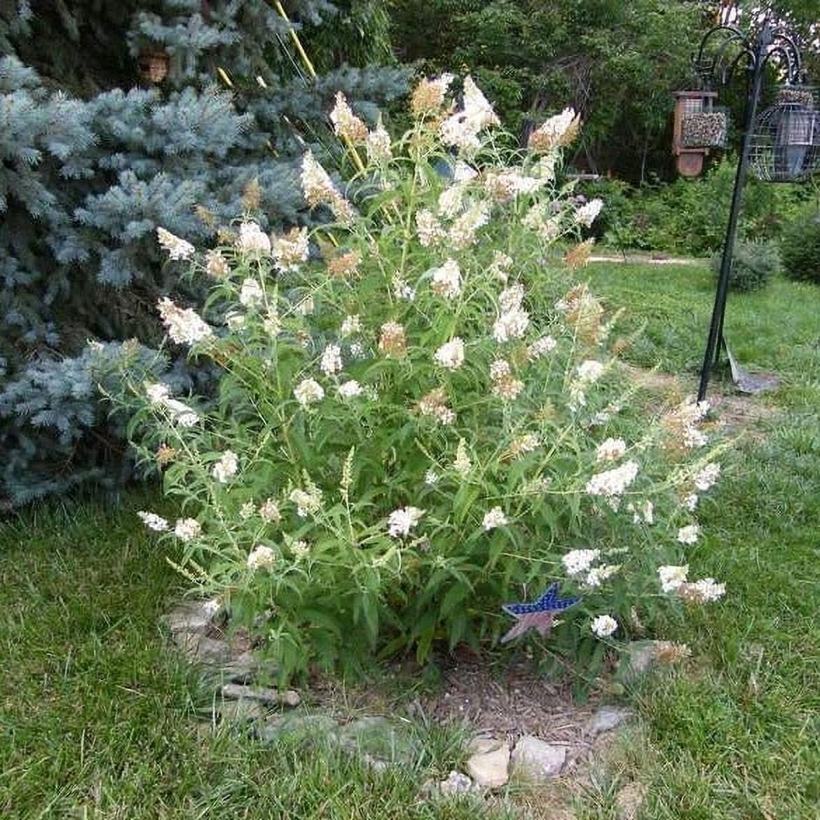 White Profusion Butterfly Bush - Walmart.com