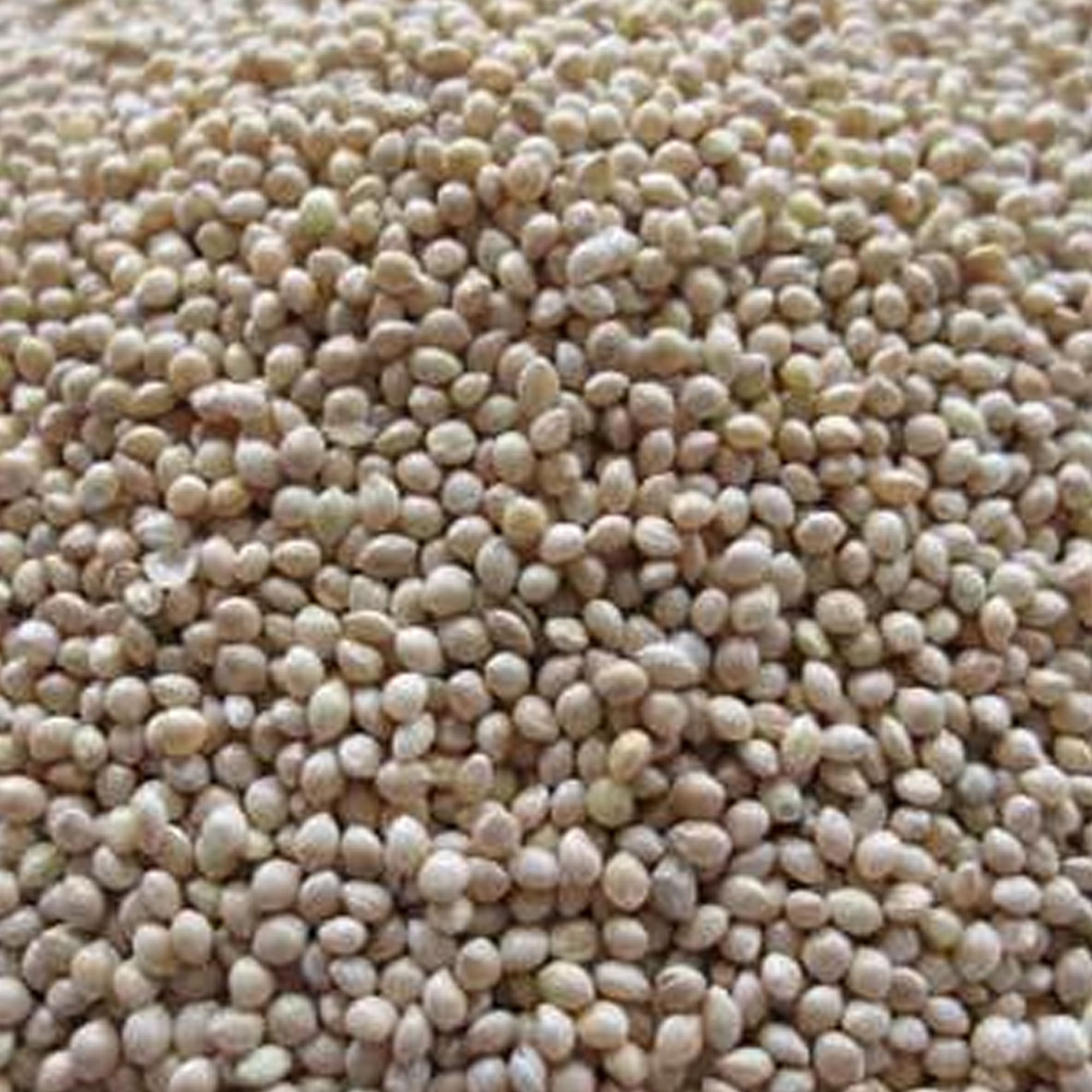 White Proso Millet - 25 LB Bulk ~2,000,000 Seeds - Non-GMO, Open ...