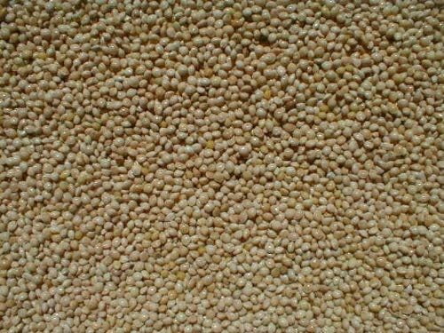 White Proso Millet Bird Seed (7 lb. Bag) - Walmart.com