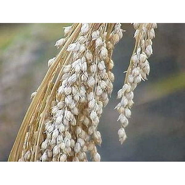 Dibbs Seed White Proso Millet Plant Seeds - Walmart Business Supplies