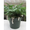 "Davallia White Rabbit's Foot Fern in 4"" Pot - Easy to Grow, Unique ...
