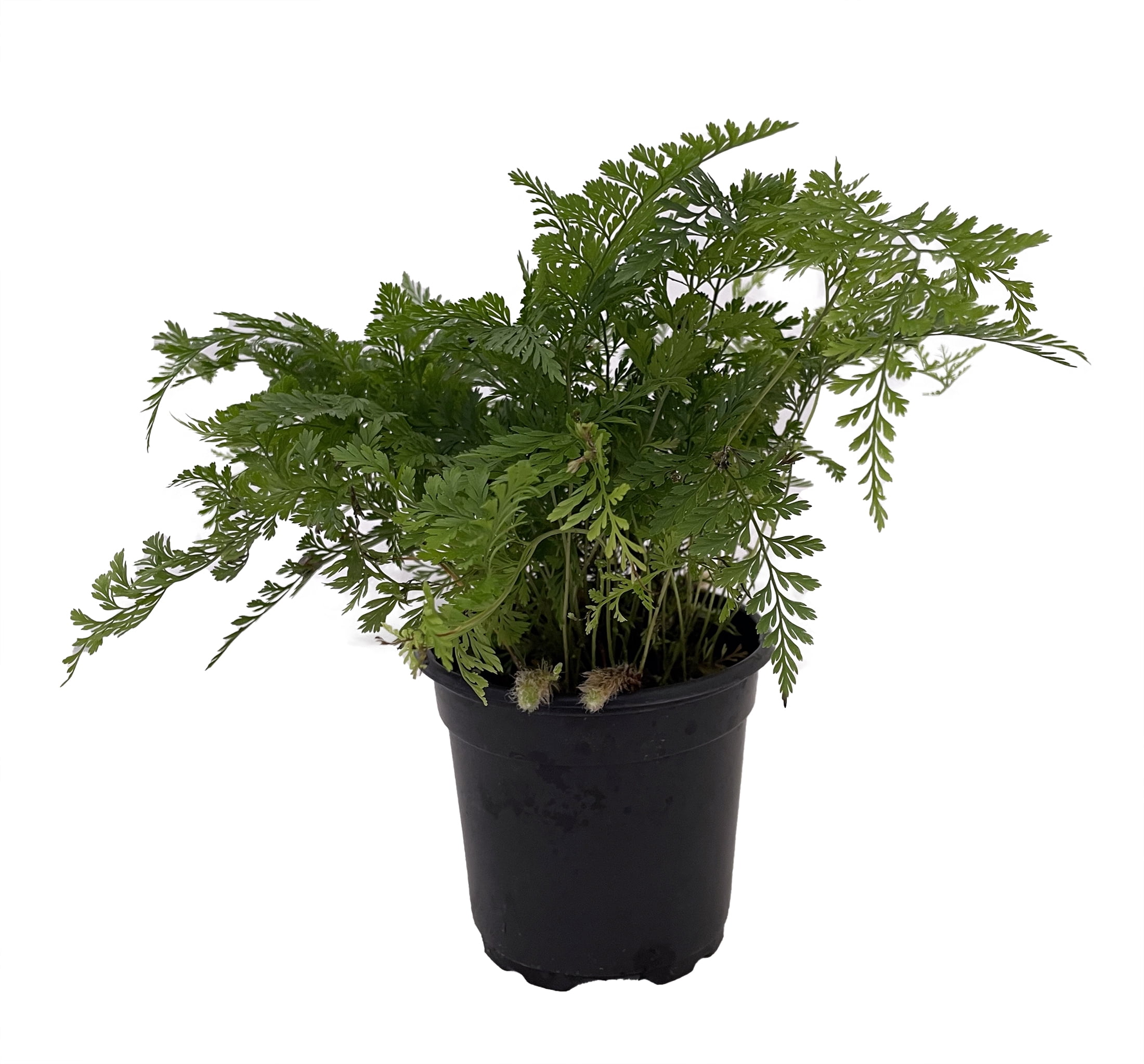 "Davallia White Rabbit's Foot Fern in 4"" Pot - Easy to Grow, Unique ...