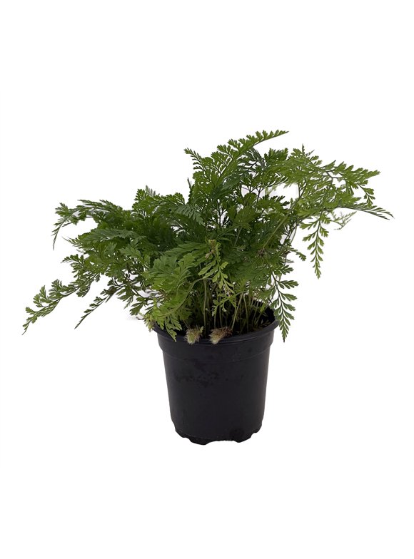Indoor Plants in Live Plants - Walmart.com
